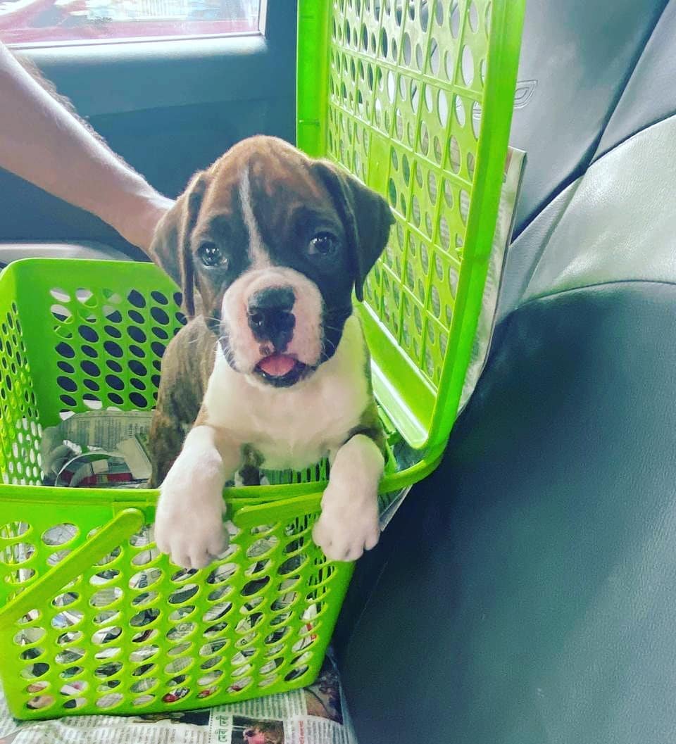Boxer Puppies For Sale - Elite Kennel