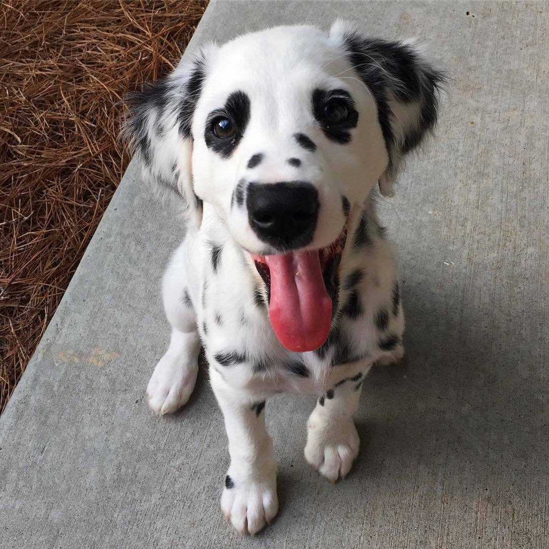 Our Dalmatian Puppies For Sale - Elite Kennel