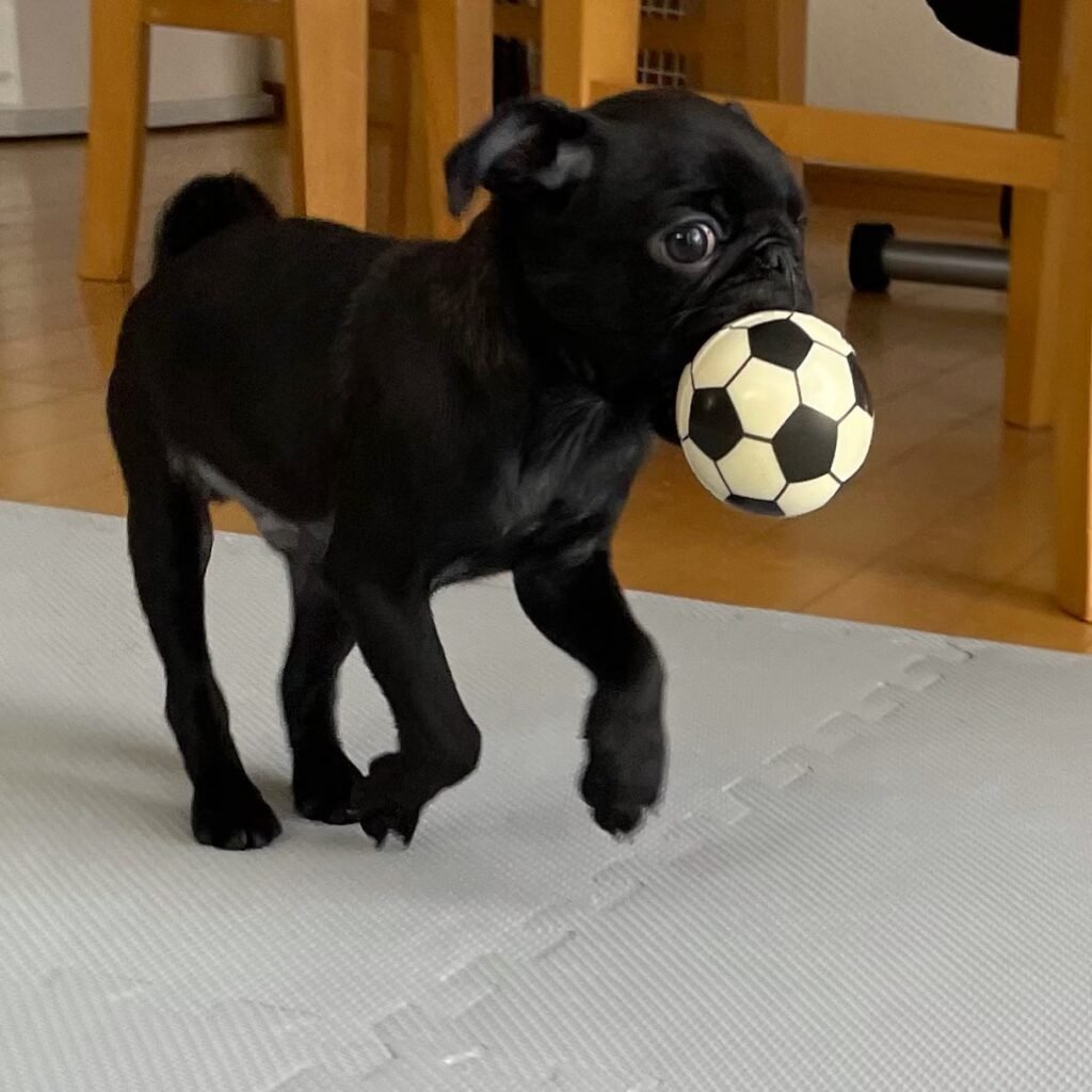 Our Pug Puppies For Sale - Elite Kennel
